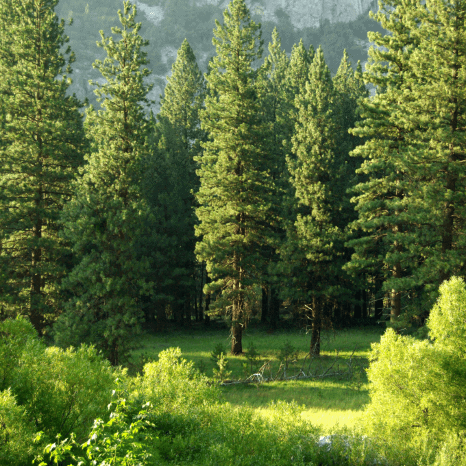 CarbonBetter Certified Offsets - CarbonBetter