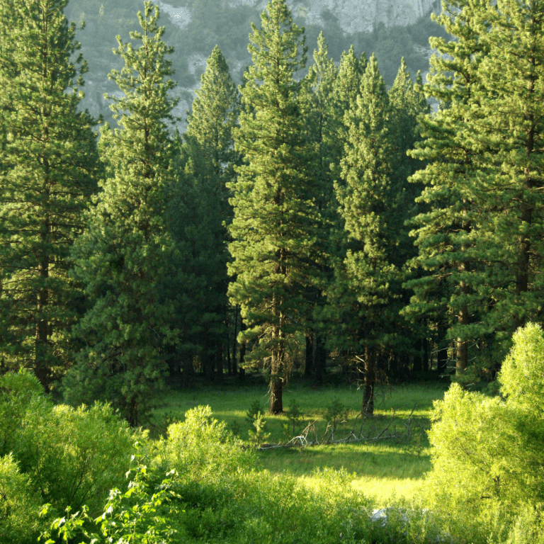 CarbonBetter Certified Offsets - CarbonBetter